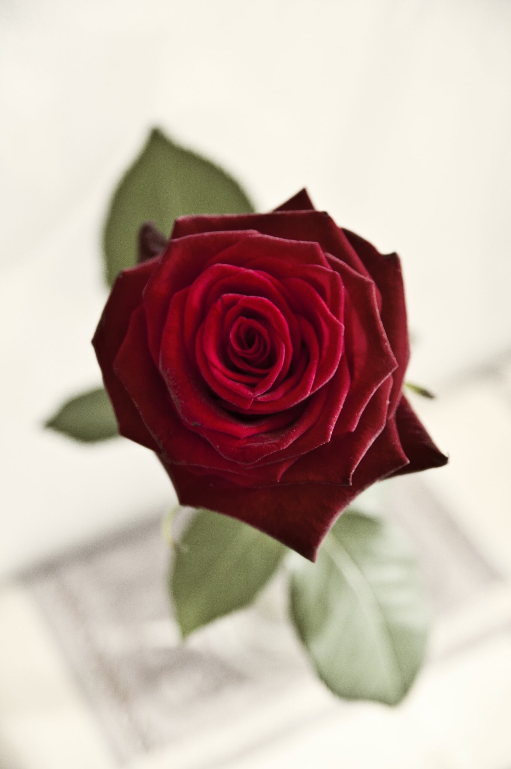Tudor Courtship - The Anne Boleyn Files