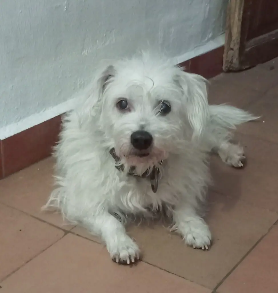 Purkoy - Anne Boleyn's dog - The Anne Boleyn Files